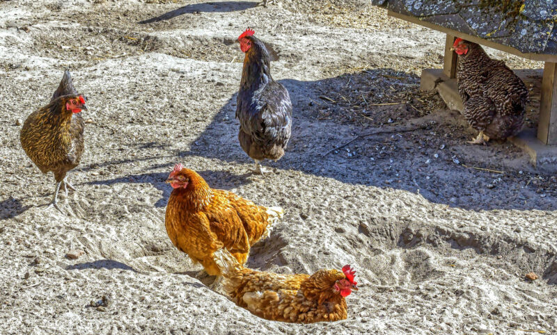 A Case for Sand for Chicken Coop Bedding - Grit